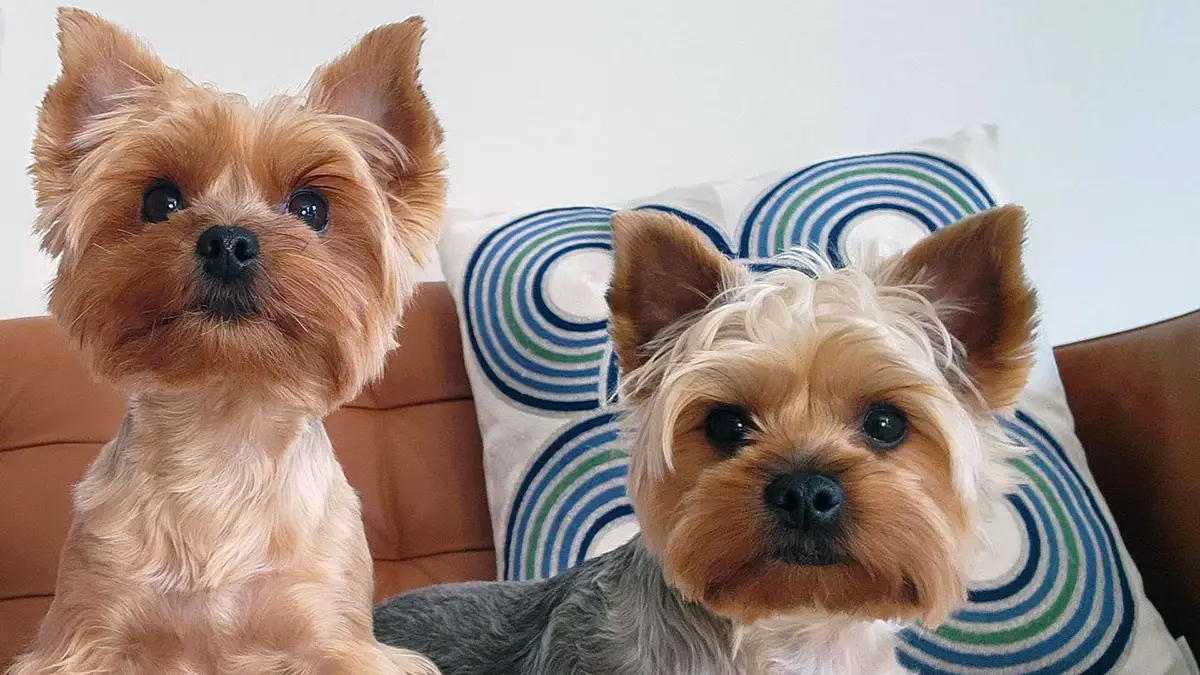 The Fascinating History of Yorkies - Yorkie Love